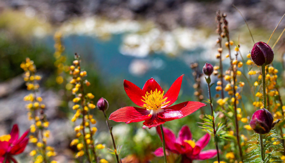 Celebrate Life and Growth: Wildflower Seed Unique Gifts for Birthdays ...