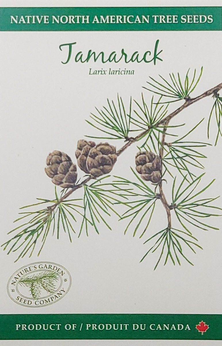 Tamarack Tree Seeds – Nature's Garden Seed Company