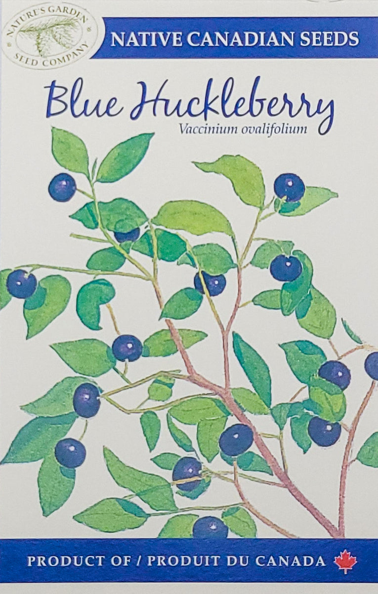 Blue Huckleberry Wildflower Seeds – Nature's Garden Seed Company