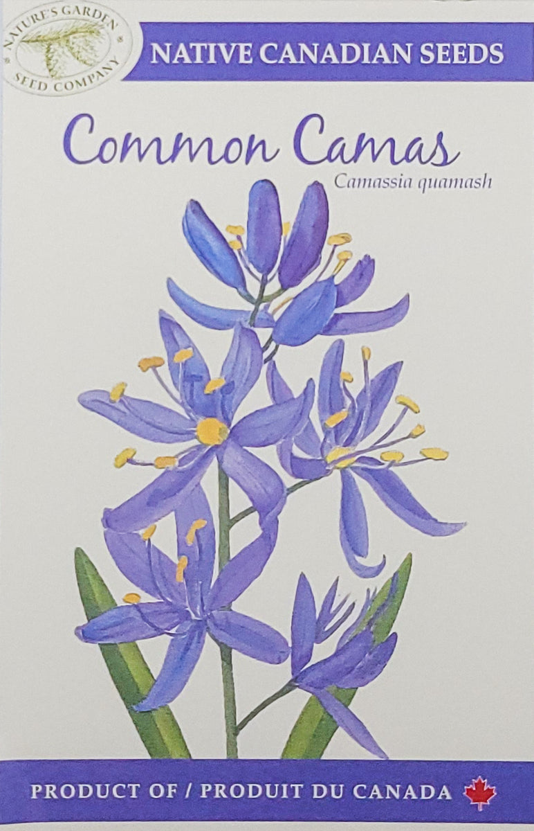 Common Camas Wildflower Seeds – Nature's Garden Seed Company