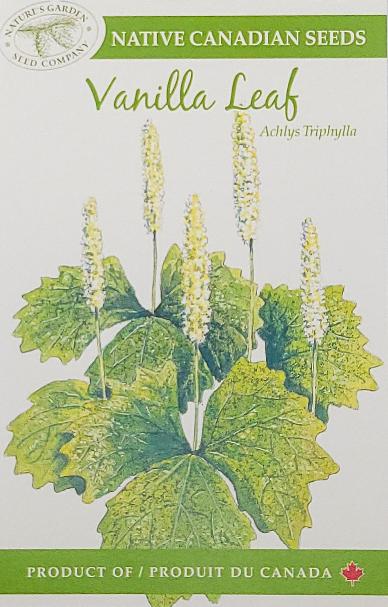 Vanilla Leaf Wildflower Seeds – Nature's Garden Seed Company